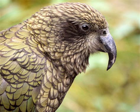 Попугай Кеа (лат. Nestor notabilis)