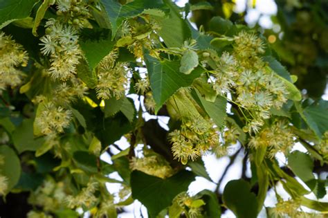 린든 나무 꽃 클러스터 틸리아 코르 데이터 유럽 작은 잎 석회 작은 잎 린든 꽃 약국 묵시 자연 의학 치유 허브 차 아로마 테라피 봄 배경 0명에 대한 스톡 사진 및 기타