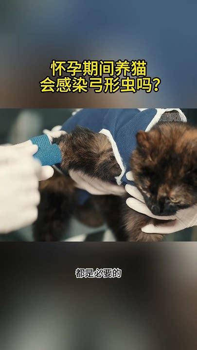 怀孕期间养猫会感染弓形虫吗？ 科普 养猫 孕妇 弓形虫 怀孕养猫 猫咪 Youtube
