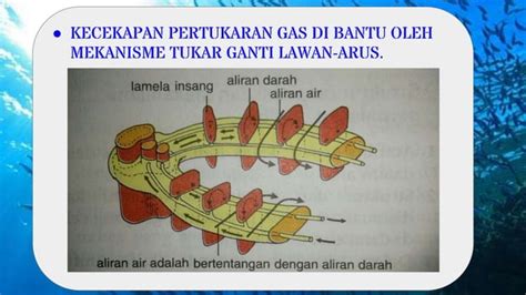 struktur respirasi ikan | PPTX