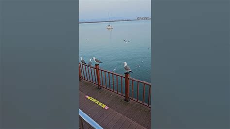 남극 북극보다 더좋은곳 같다 실한풍경 펭귄크기 같은 갈매기 구독좋아요 평화로운곳 함께해주세요 Youtube
