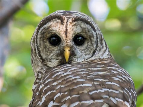 Juvenile Barred Owls Identification Guide With Pictures Birdfact