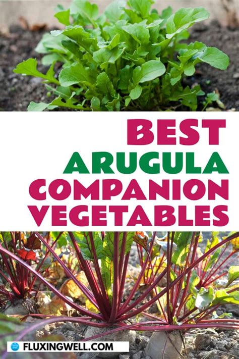 24 Arugula Companion Plants And Some To Avoid Fluxing Well