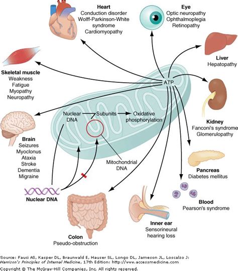 Cytochrome C Oxidase Deficiency In Mitochondrial Dna Associated Disease