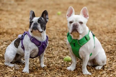 Frenchton Dog Breed Information And Characteristics