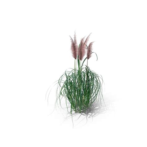 Pampas Grass Cortaderia Jubata Png Images And Psds For Download