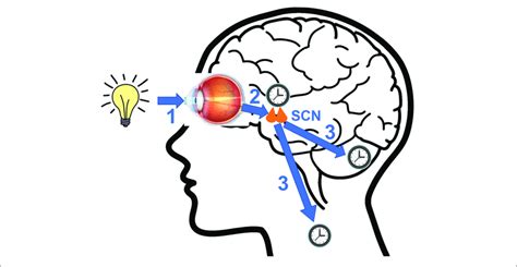 A Diagram Illustrating Key Steps Involved In Photic Entrainment Of