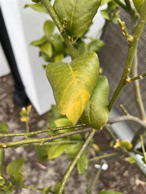 Is This Citrus Greening Disease Rgardening
