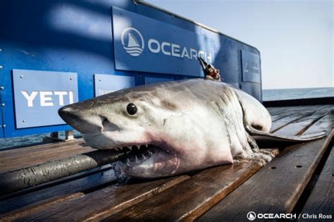 Two Great White Sharks Have Traveled A Very Similar 4000 Mile Path Up