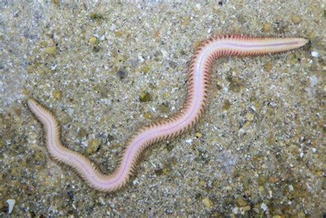 Gravette blanche ou rose Pour une pêche à pied de loisir durable en