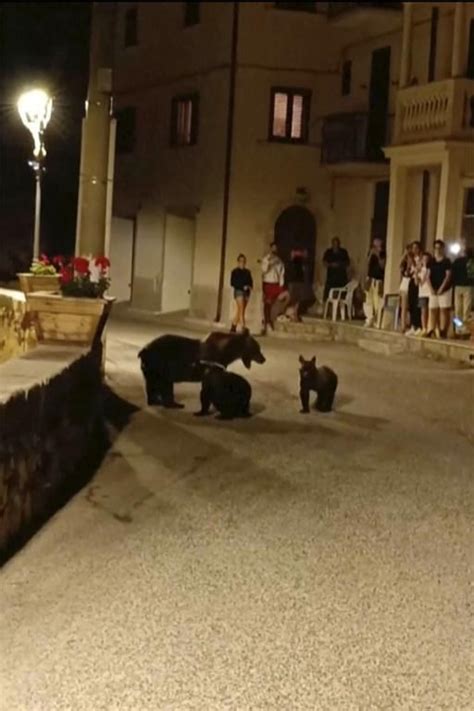 Shooting Of A Brown Bear Leaves 2 Cubs Motherless And Sparks Outrage In