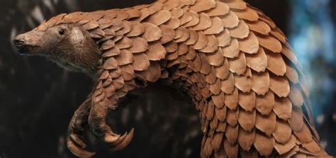 Who Sells Wild Meat In Urban Africa Faunalytics