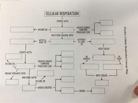 Cellular Respiration Diagram Quizlet