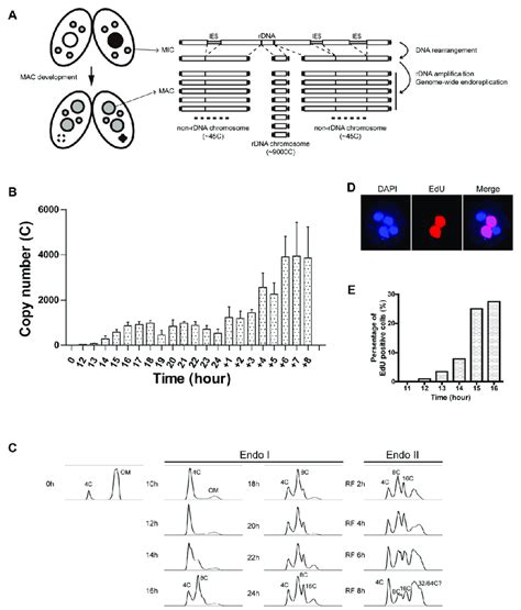 Rdna Gene Amplification And Endoreplication A Schematic Of Mating