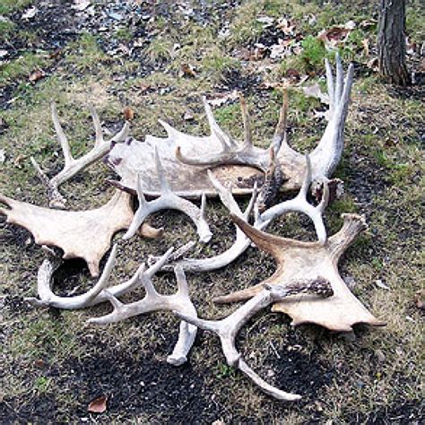 Buck Antler Shed Hunting Ontario Canada Camp Narrows Lodge