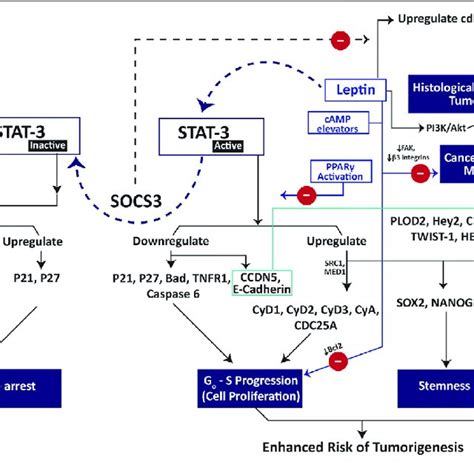 Role Of Stat3 In Leptin Induced Tumorigenesis Cancer Cell