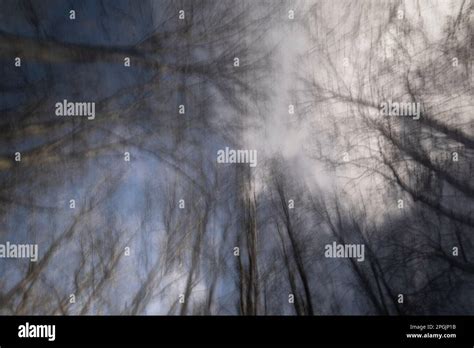 Camera Movement And High Wind Create Atmospheric Woodland Images On A