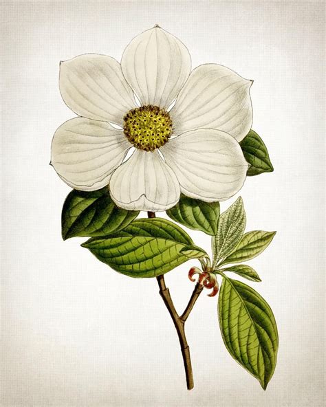 Pacific Dogwood Artofit