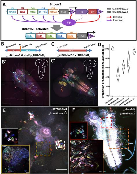 Bitbow2 Enables Broad Neuron Morphology Labeling With A Simple