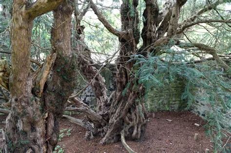 Oldest Tree In Scotland Will Die In 50 Years Due To Tourist Souvenirs