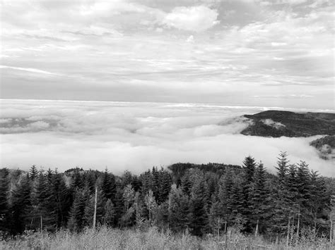 Bosque Nubes Paisaje Foto Gratis En Pixabay Pixabay