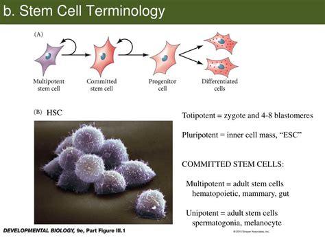 Ppt Bio 127 Section Iii Organogenesis Part 1 Powerpoint
