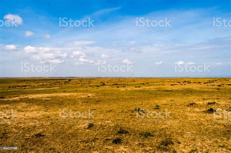 Maasai 마라 공원 케냐의 사바나의 보기 관목에 대한 스톡 사진 및 기타 이미지 관목 나무 대형 Istock