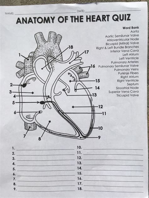 Heart Diagram With Labels And Numbers