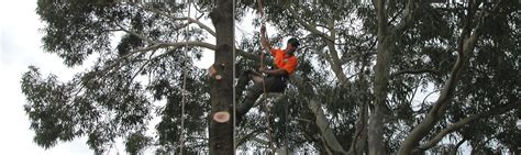 Tree Removal Adelaide Stump Removal Adelaide