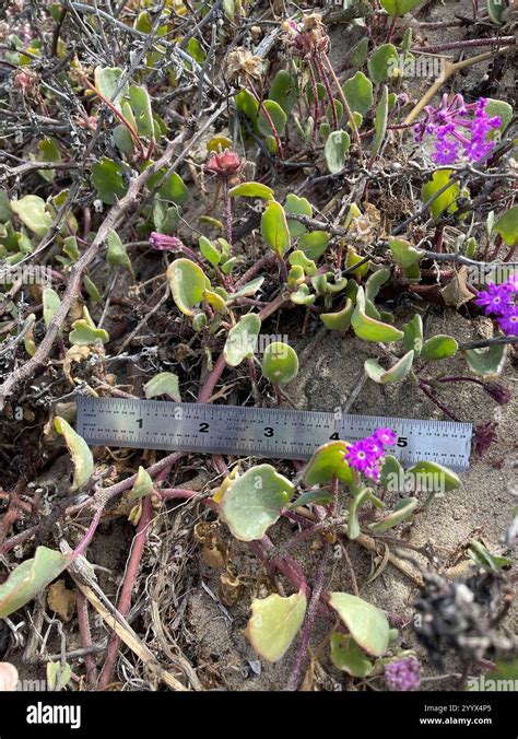 Pink Sand Verbena Abronia Umbellata Stock Photo Alamy