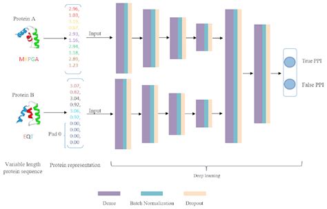 An Integration Of Deep Learning With Feature Embedding For Proteinprotein Interaction