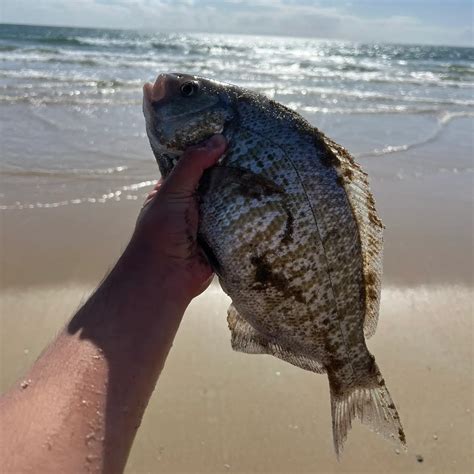 Fishing For Barred Surfperch Near You