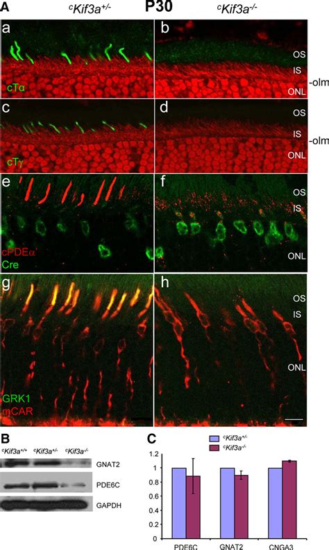 Immunolocalization Of Cone Tt Pde6 Grk1 And Mcar In C Kif3a And C