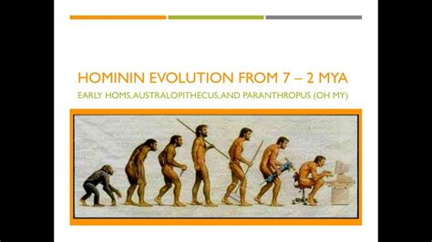 Human Evolution A Timeline Of Early Hominids Infographic