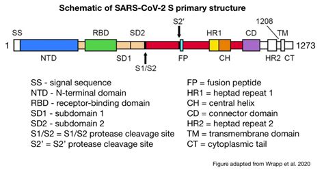 Sequence Analysis Of SARS CoV 2 Part 2 Dave Tang S Blog