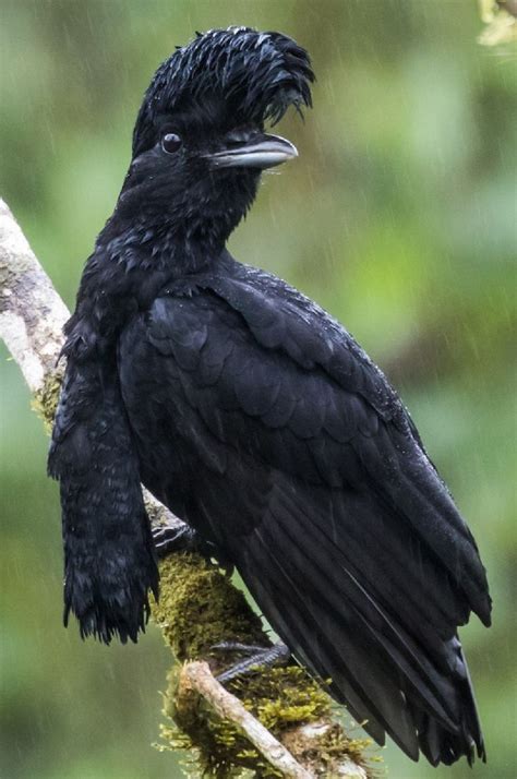 Long Wattled Umbrella Bird Umbrella Birds Long Wattled Umbrellabird