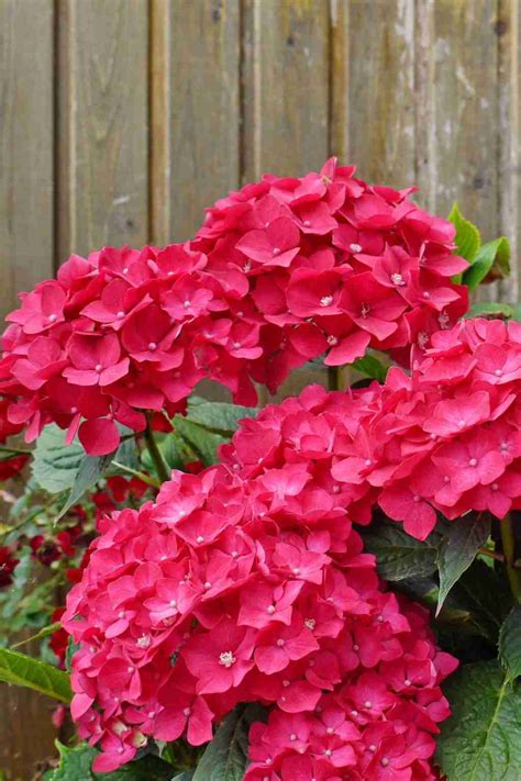 How To Keep Hydrangeas From Wilting Hydrangea Love