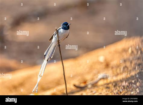 Beautiful Bird Malagasy Paradise Flycatcher Terpsiphone Mutata Male White Phase Endemic