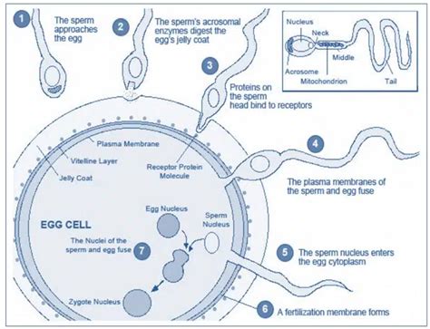 Fertilization Process Double Fertilization Process And Significance Of