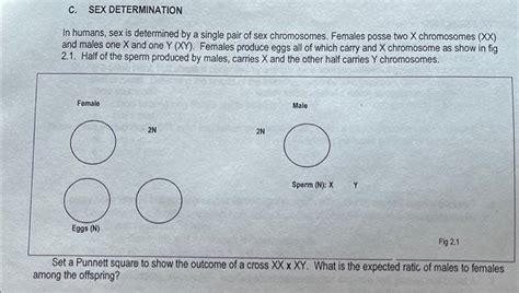Solved C Sexdetermination In Humans Sex Is Determined By A