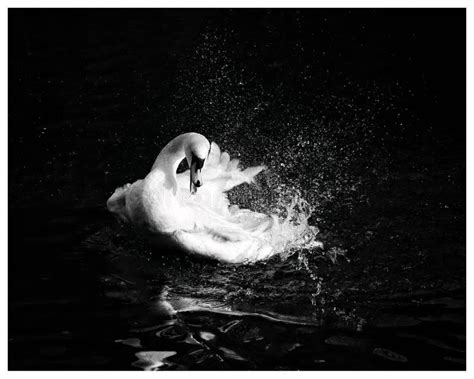 Bathing Swan Stock Image Image Of Light Sunshine 269392745