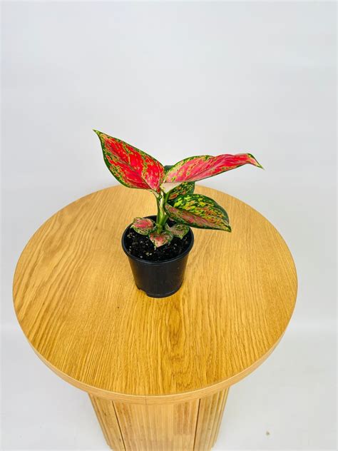 Aglaonema Beauty Uprooted Buy Plants Online Australia
