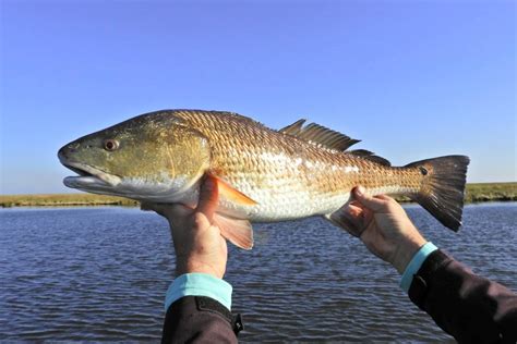 How To Fish For Redfish In Texas The Complete Guide For 2024