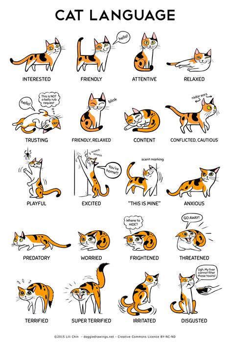 Langage Corporel Du Chat Les Abyssins D Abystyle