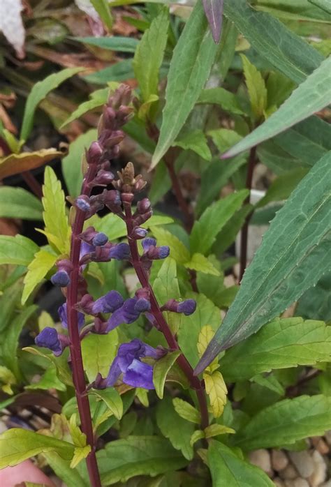 Scutellaria Formosana In 68mm Super Tube Trigg Plants Scutellaria Formosana In 68mm Super Tube Trigg Plants