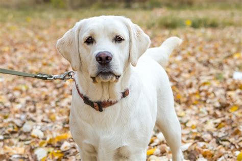 How Fast Can Labrador Run Tips To Prepare Them Puplore