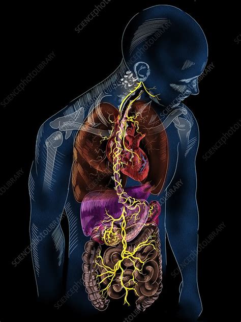 Vagus Nerve Anatomy Illustration Stock Image C0374895 Science