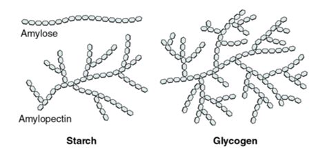 Bio Molecules And Fundamentals Of Bio Flashcards Quizlet