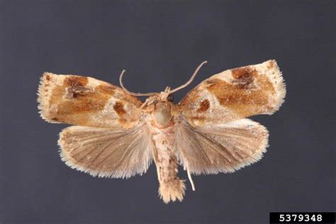 Семейство листовертки (Tortricidae) – Мир Знаний