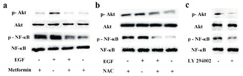 The Effects Of Metformin On Egf Activated Pi3kaktnf κb Pathway